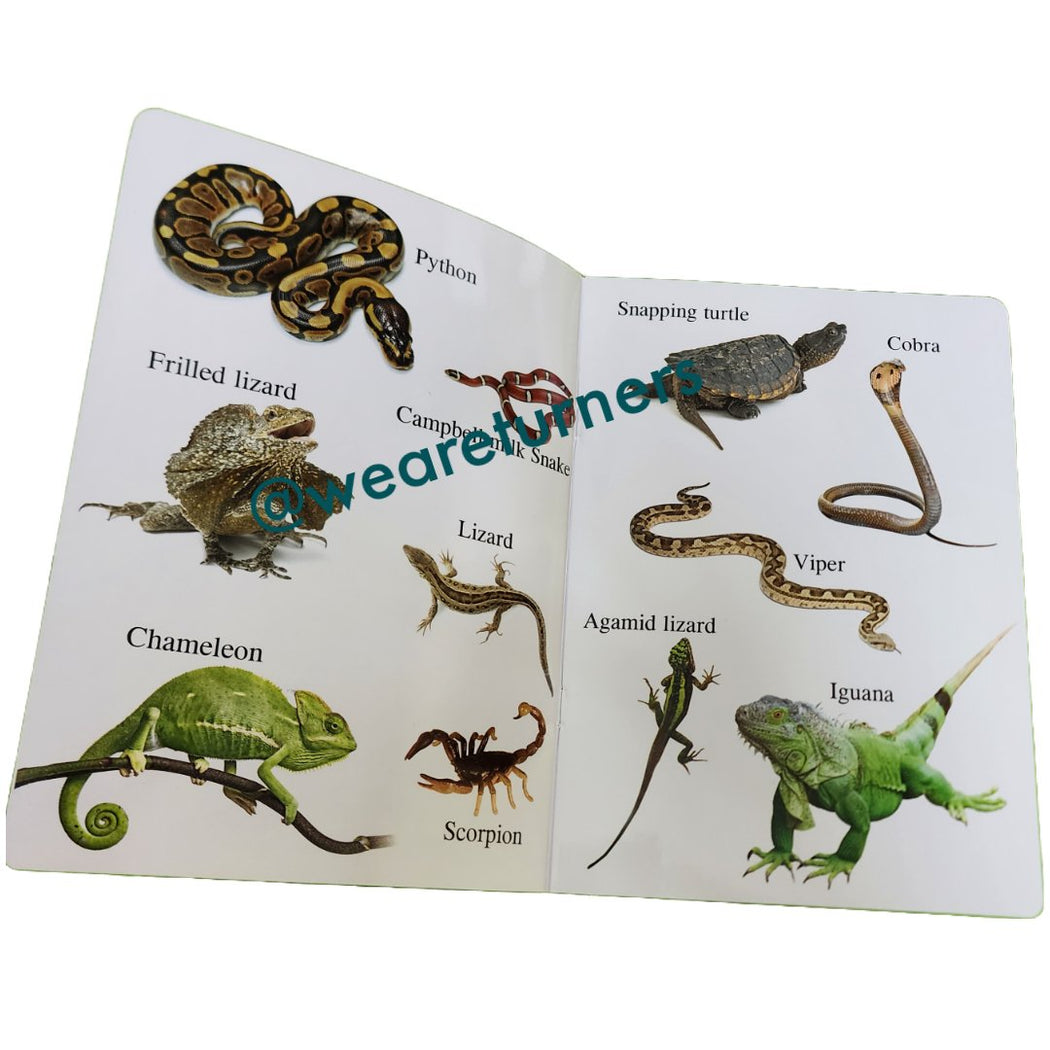 Insects - Sea Creatures - Reptiles – We Are Turners
